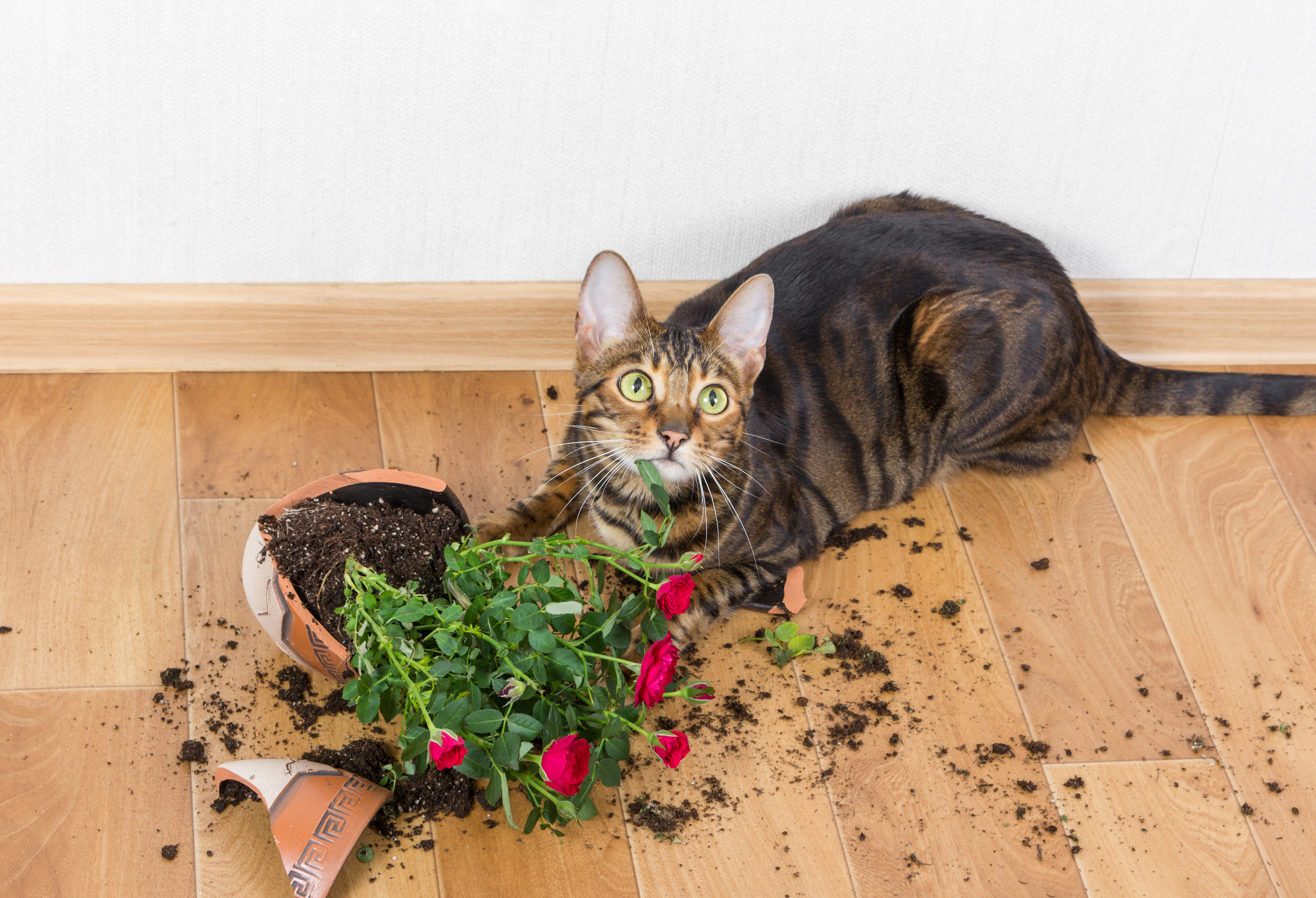 Protect your cat from dangers around the house | Pawshake Blog