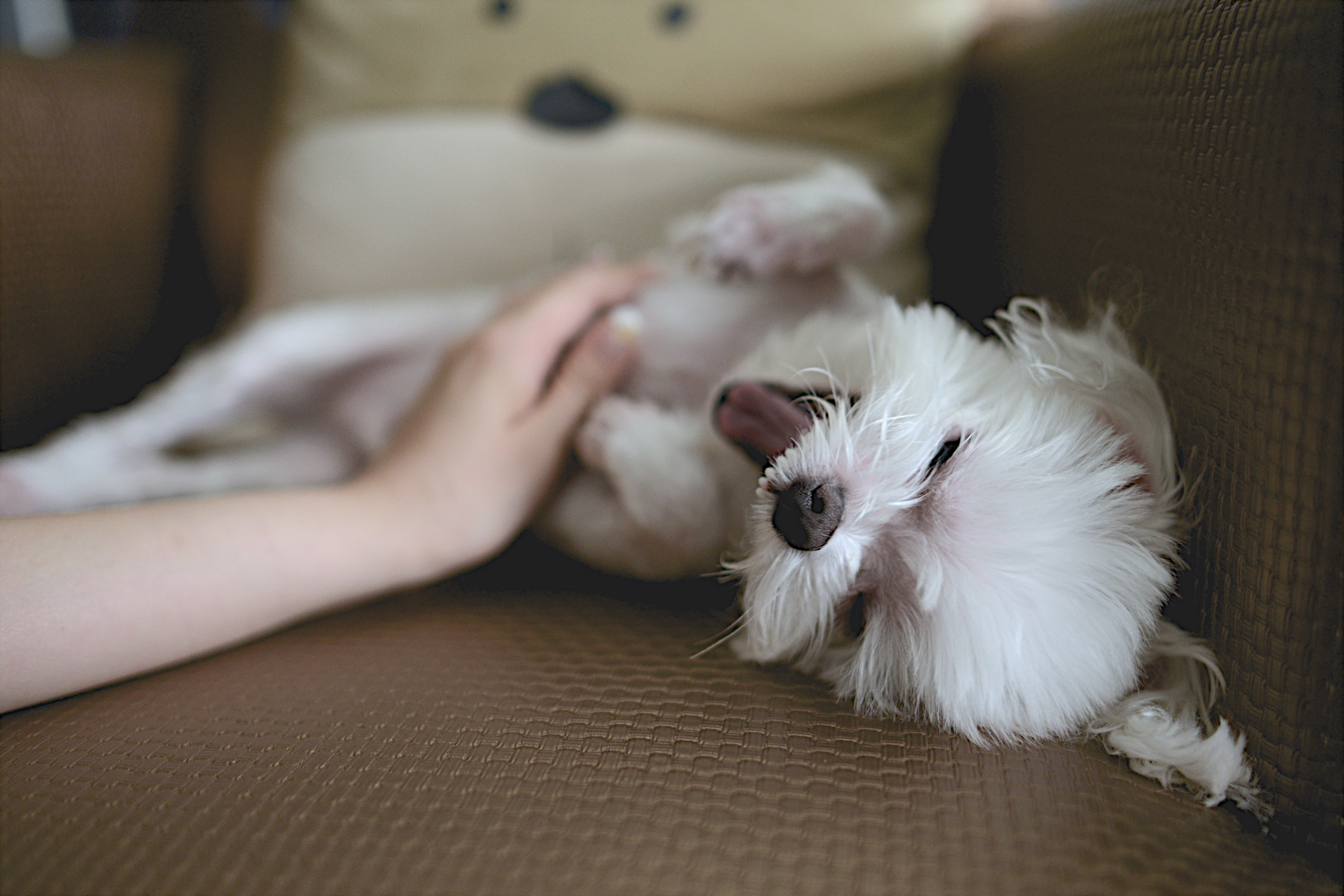 How to be affectionate with your dog – in the right way | Pawshake Blog